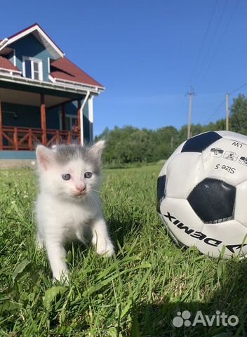 Котенок (мальчик)