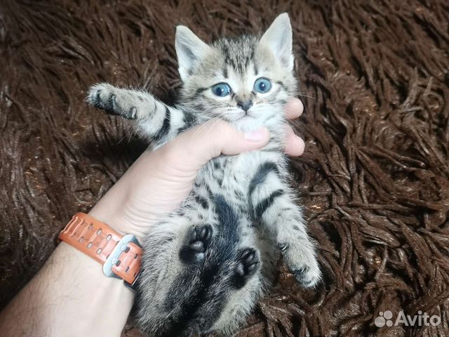 Прекрасные котята (калифорнийская сияющая) метис