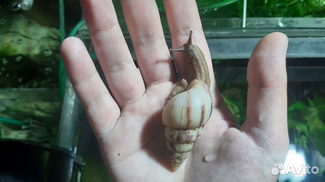 Улитки лимиколярия