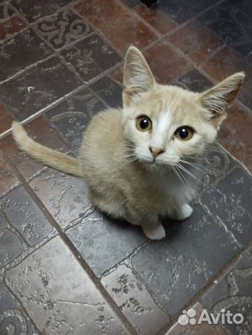 Домашние животные бесплатно кошки