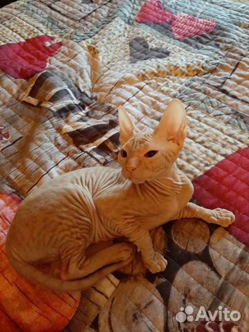 Кошки донской сфинкс