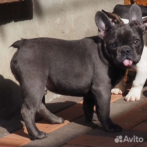 Французский бульдог мини мальчик