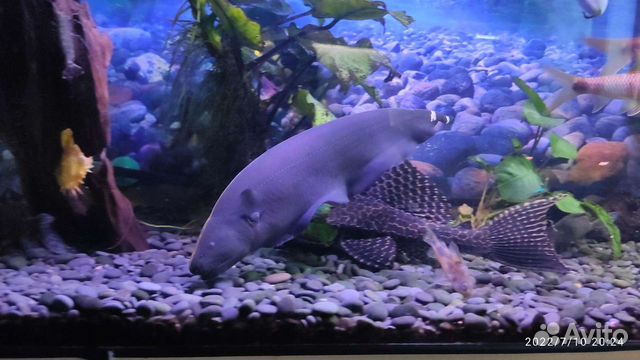 Аптеронотус, Рыба черный нож