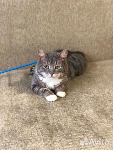 Добродушный котик 9 мес