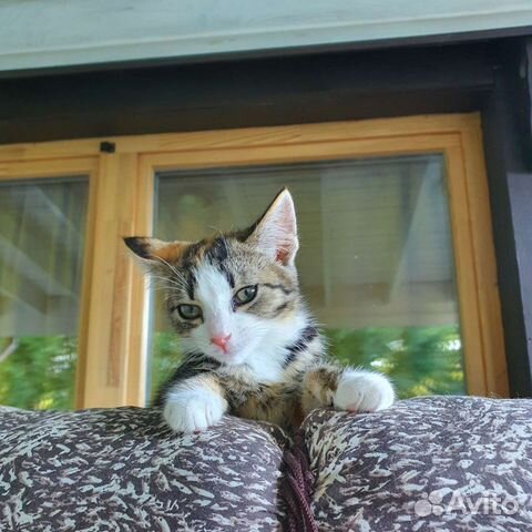 Котята