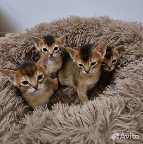 Абиссинские котята