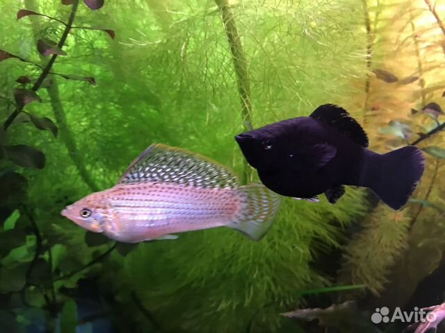 Моллинезия велифера