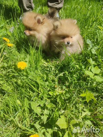 Щенки шпица мини