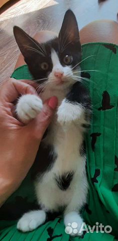 Котенок в добрые руки