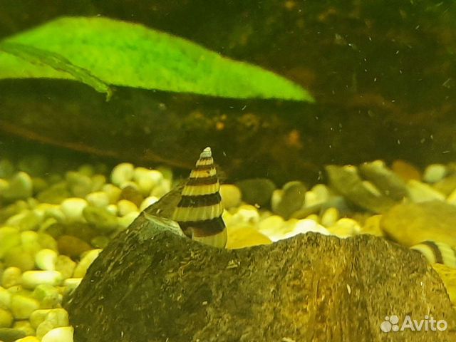 Улитки Хилена