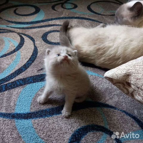 Шотландские котята бесплатно