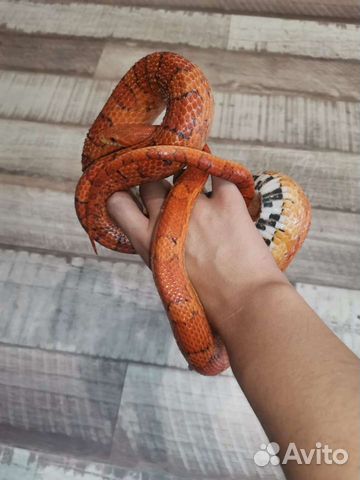 Маисовый полоз