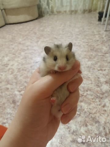 Сирийский хомяк