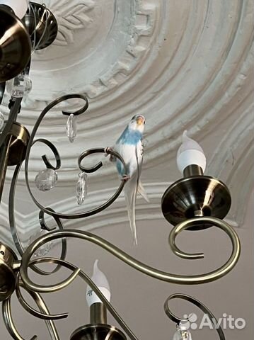 Волнистый попугай