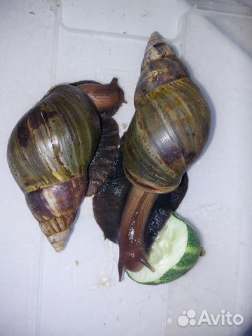 Отдам улиток ахатин