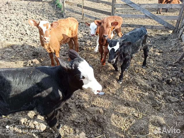 Бычки и быки телки