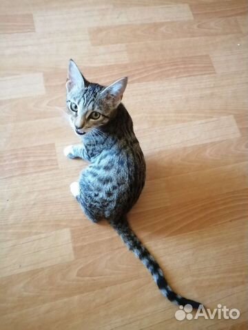 Бенгальские котята бесплатно