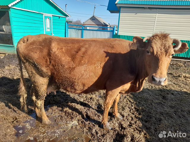 Продаётся корова 4 отел