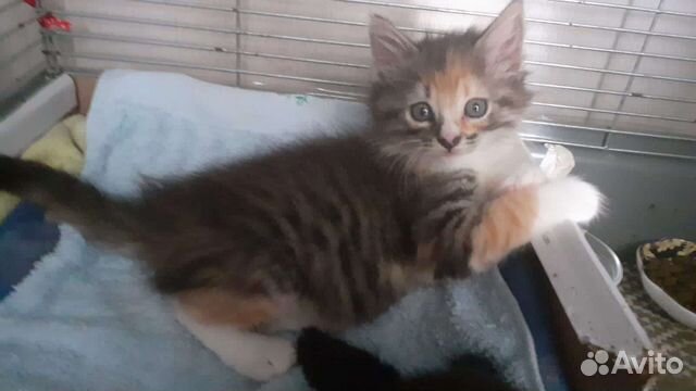 Пушистый комочек счастья 1.5 мес