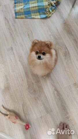 Случка шпиц