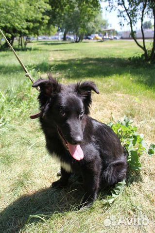 Трогательный пес-подросток