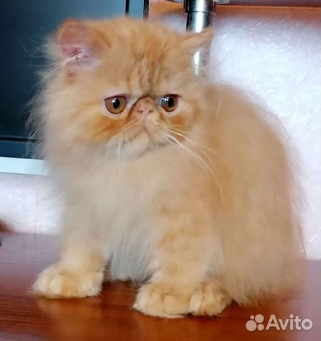Персидские котята