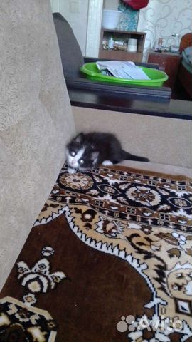 Кошечка 2 мес в добрые руки