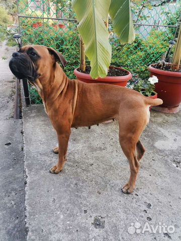 Щенки немецкого боксера резерв