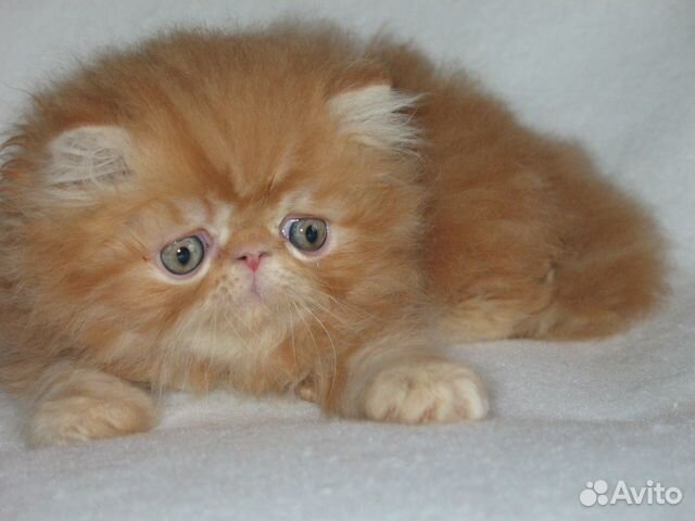 Персидский котик