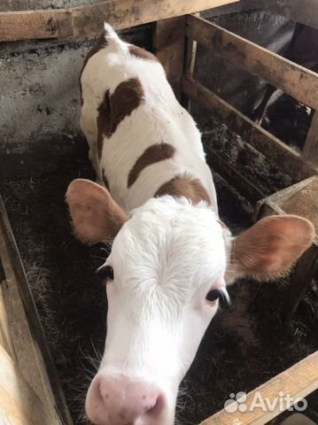 Телята мясной породы бычки