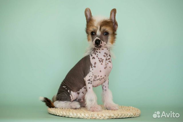 Голый мальчик кхс