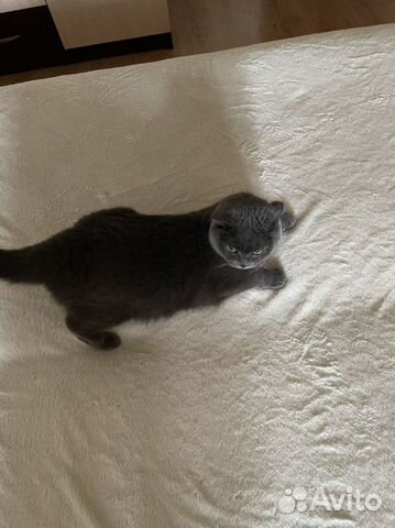 Британская кошка