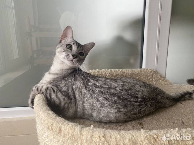 Египетская мау котик Рамзес