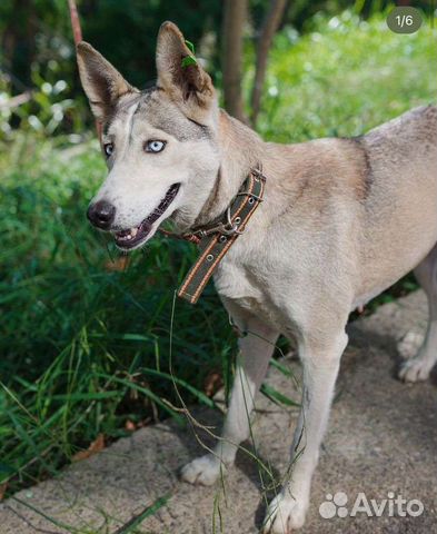 Хаски девочка в дар