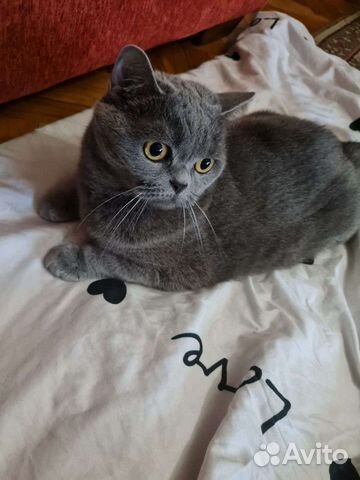 Шотландская кошка бесплатно