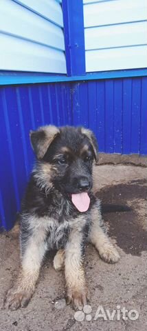 Щетки немецкой овчарки