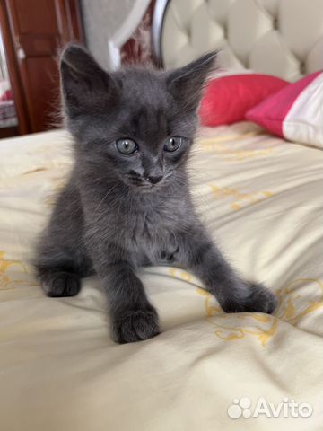 Котёнок от домашней кошки в добрые заботливые руки