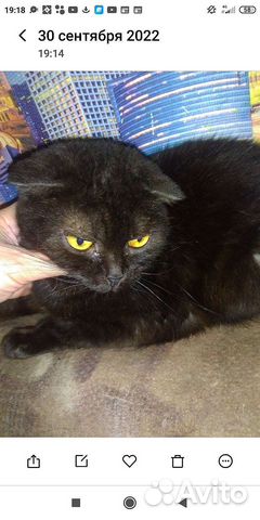 Вислоухая плюшевая Марфуша-ласковая мурчалочка