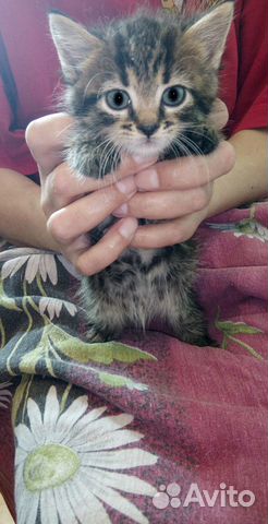 Красавица Кики, добрая девочка котенок