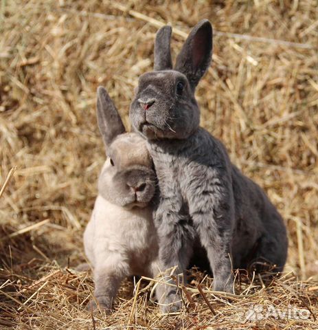 Карликовый рекс, крольчата, 7 мес
