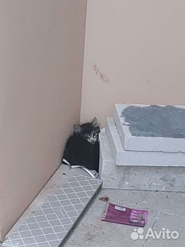 Сибирские котята в добрые руки