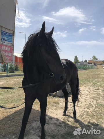 Карачаевский жеребец