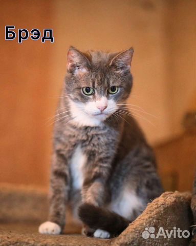 Заберите малыша Брэда из бабкиной квартиры