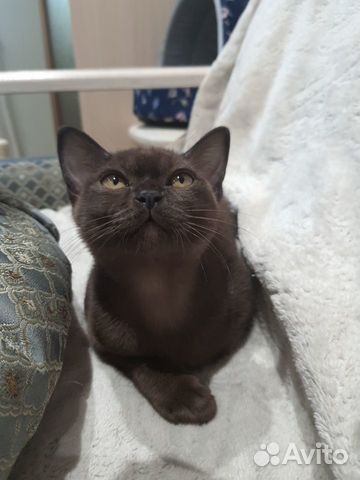 Бурманские котята