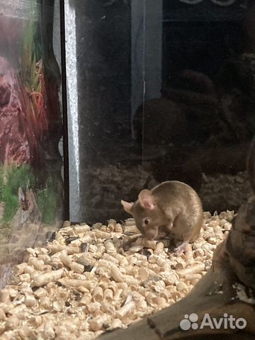 Мышонок Дамбо