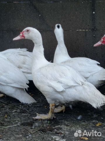 Селезень индоутки