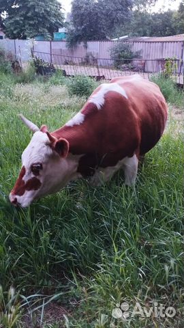 Коровы и теленок