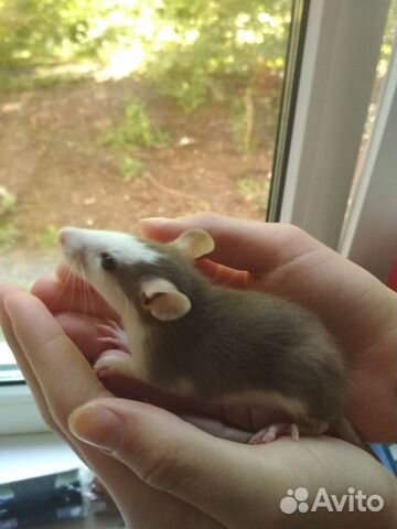 Крысята дамбо