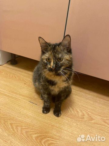 Котенок черепахового окраса ищет дом/передержк