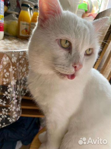 Кот Умка отдам в добрые руки